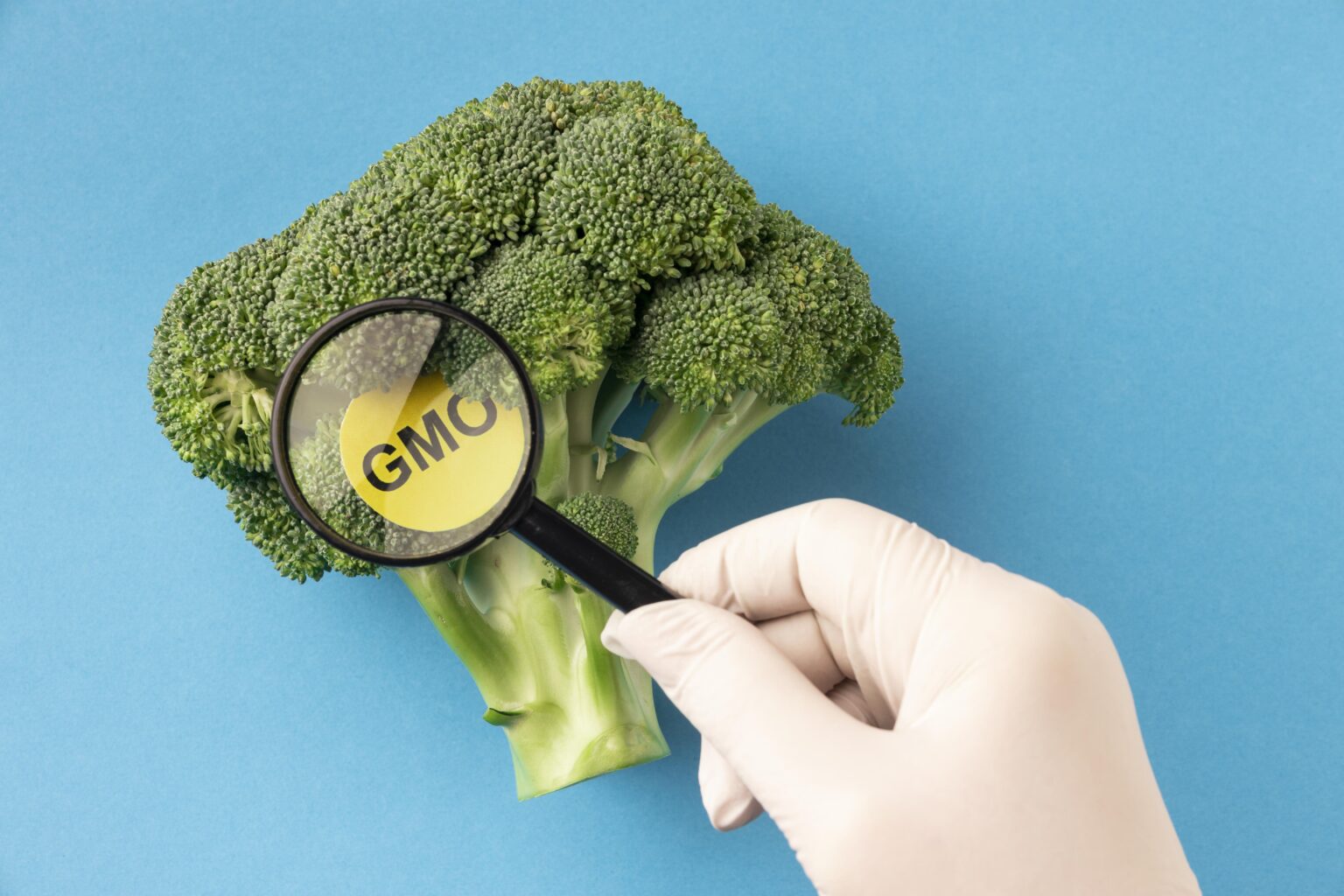 Zanim GMO trafi do obrotu w krajach Unii Europejskiej jako żywność lub ...